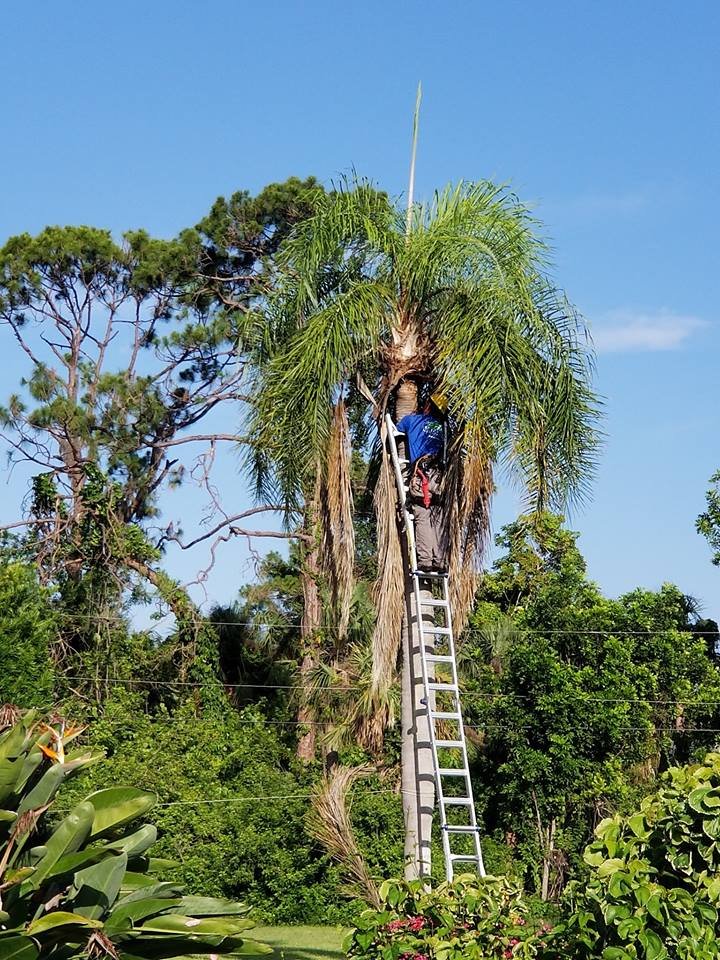 ELITE TREE SERVICES - Updated October 2025 - 28 Photos - 3715 15th St ...