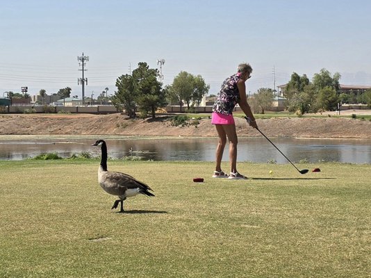 DURANGO HILLS GOLF CLUB - Updated November 2025 - 12 Photos & 44 ...