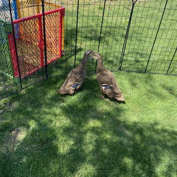 THE DINGLE FAMILY FARM AND STABLES - Updated December 2024 - 533 Photos ...