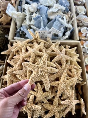 THE SHELL SHOP - Updated January 2025 - 198 Photos & 133 Reviews - 590 ...