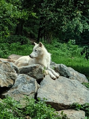 INTERNATIONAL WOLF CENTER - 64 Photos & 27 Reviews - 1396 Hwy 169, Ely ...