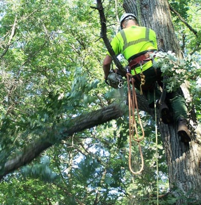 SPRING HILL TREE SPECIALISTS - Updated June 2026 - Spring Hill, Florida ...