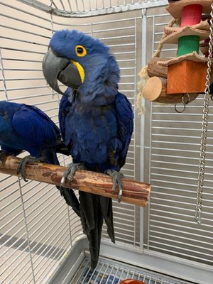 BIRD FEVER - Updated June 2025 - 20 Photos & 23 Reviews - 5921 E 86th ...