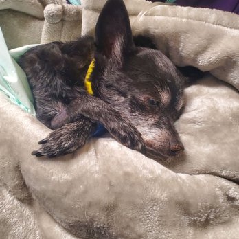 DOVELEWIS EMERGENCY ANIMAL HOSPITAL - Updated May 2024 - 163 Photos ...