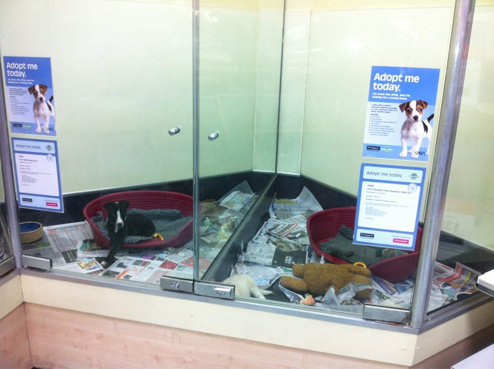 ANIMATES GLENFIELD - Updated July 2025 - 2 Cherry Lane, Auckland ...