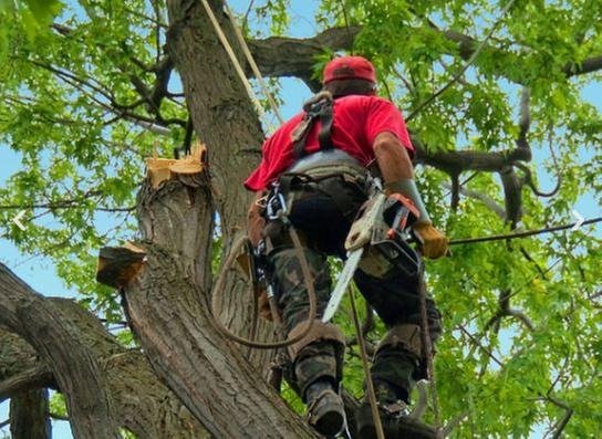 SPECIALIST TREE SERVICE - Updated October 2025 - 13 Reviews - 9706 S ...