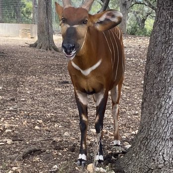 NATURAL BRIDGE WILDLIFE RANCH - Updated December 2025 - 1806 Photos ...