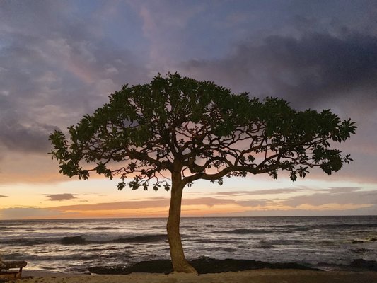 BEACH TREE RESTAURANT BAR AND LOUNGE - 379 Photos & 254 Reviews ...