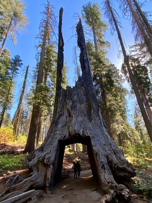 TUOLUMNE GROVE OF GIANT SEQUOIAS - Updated October 2025 - 58 Photos ...