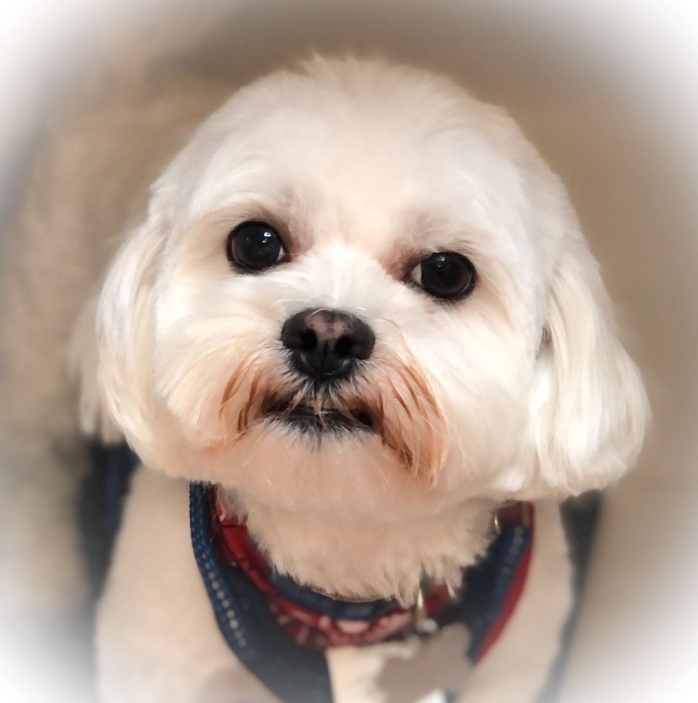 BOSS THE PET CONNECTION - Updated May 2025 - 812 Photos & 96 Reviews ...