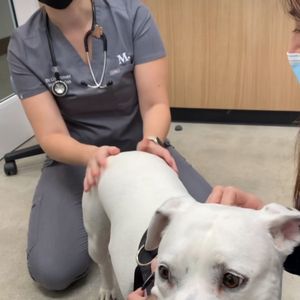 MODERN ANIMAL - 14 Photos & 11 Reviews - 10023 Jefferson Blvd, Culver ...