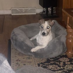 A BIT OF COUNTRY K9 KENNEL Updated February 2025 13 Photos 13 Reviews 615 S Ozark St Nixa Missouri Pet Boarding Phone Number Yelp