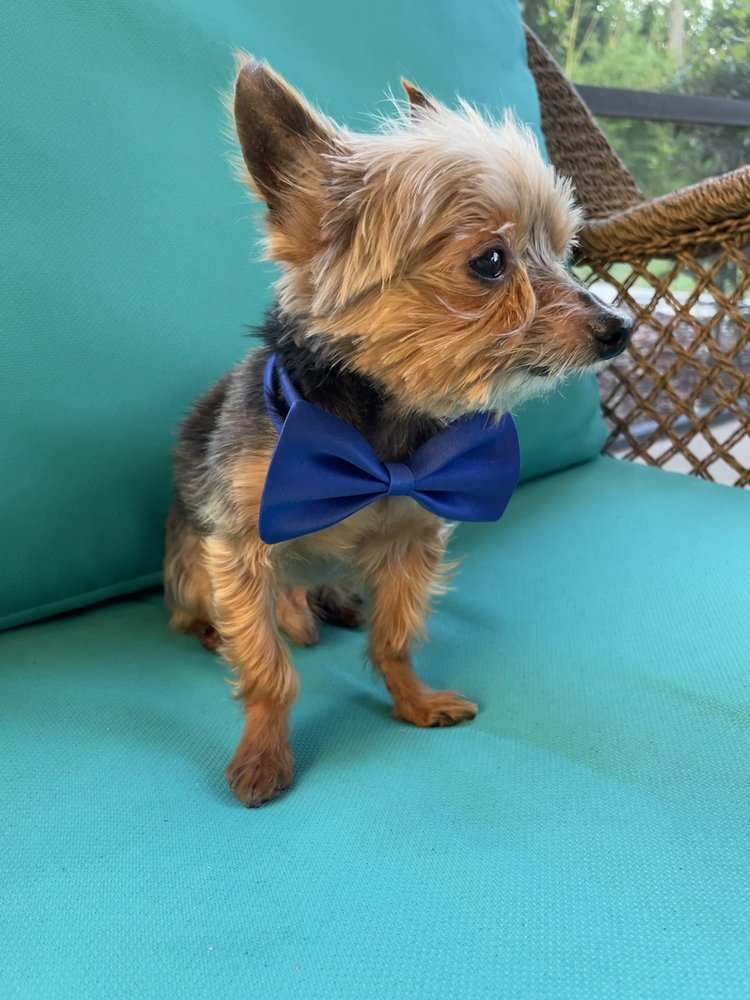 WOOF GANG ACADEMY OF GROOMING - Updated June 2025 - 9460 W Colonial Dr ...