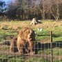 OLYMPIC GAME FARM - Updated December 2025 - 900 Photos & 394 Reviews ...