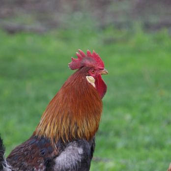 RUSTIC ROAD FARM - Updated December 2025 - 70 Photos & 22 Reviews ...