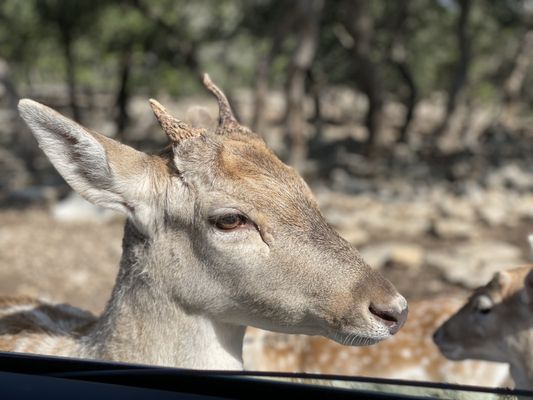 NATURAL BRIDGE WILDLIFE RANCH - 1507 Photos & 476 Reviews - Ranches ...
