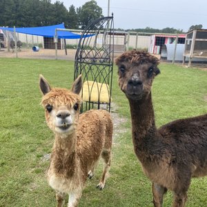 IT’S A ZOO LIFE - 103 Photos & 11 Reviews - 4313 Nc Hwy 42 ...