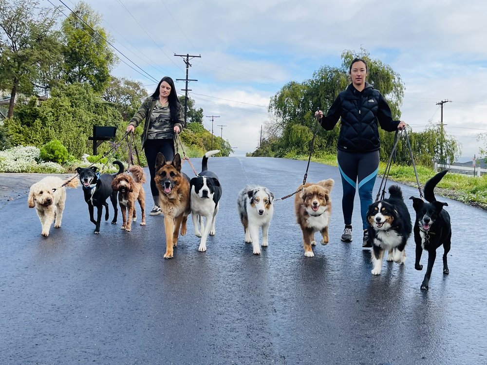 CAMP 4 DOGS - Updated June 2026 - 13 Photos - 1049 E Mission Rd, San ...
