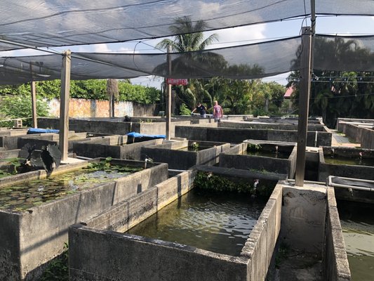 NEIGHBORHOOD FISH FARM - 70 Photos & 67 Reviews - 12150 SW 45th St ...