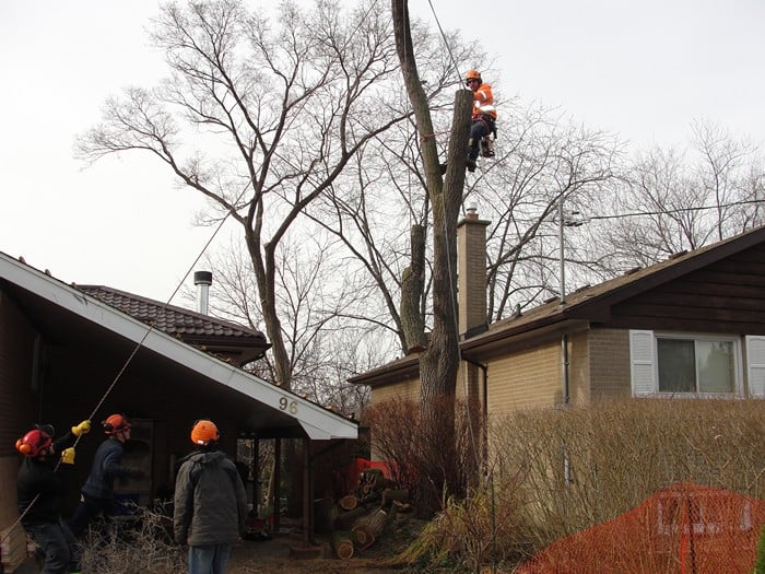 DREAMWORKS TREE SERVICES - Updated September 2024 - 13 Photos - 8799 ...