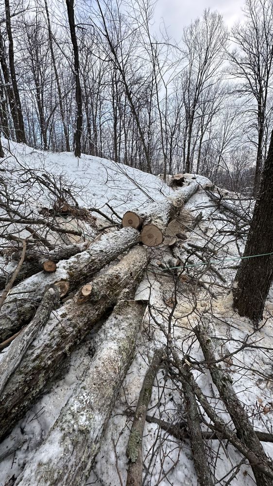 SUMMIT TREE SERVICE - Updated July 2025 - Williston, Vermont - Tree ...