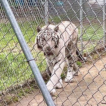 TIGER WORLD - Updated December 2025 - 449 Photos & 120 Reviews - 4400 ...
