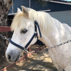 BLOSSOM HILL RANCH - 54 Photos & 28 Reviews - 42631 Kalmia St, Murrieta ...