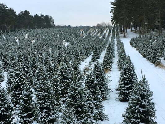 HANSEN TREE FARM - Updated December 2024 - 10 Photos - 7440 Alpine Dr ...