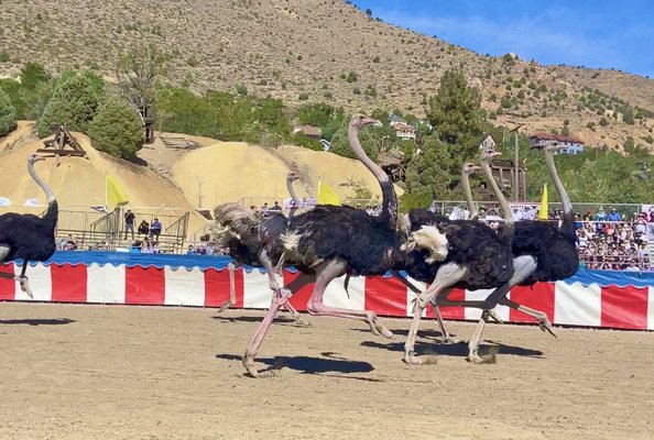 INTERNATIONAL CAMEL & OSTRICH RACES - Updated September 2025 - 28 ...