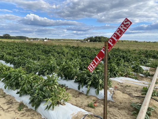 HALLOCK’S U-PICK FARM & GREENHOUSE - Updated September 2025 - 44 Photos ...