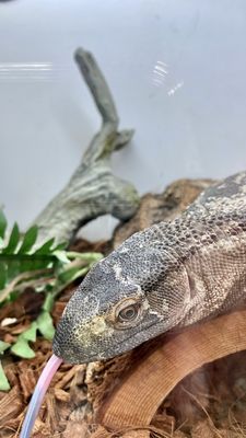 EAST BAY VIVARIUM - Updated May 2025 - 649 Photos & 606 Reviews - 1827 ...