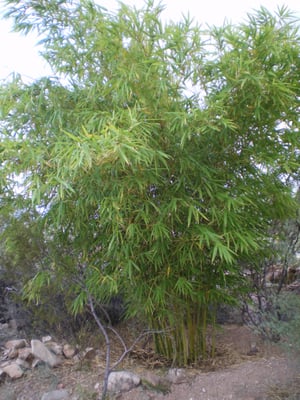 BAMBOO RANCH - 20 Photos - 1901 N Avenida Azahar, Tucson, AZ - Yelp