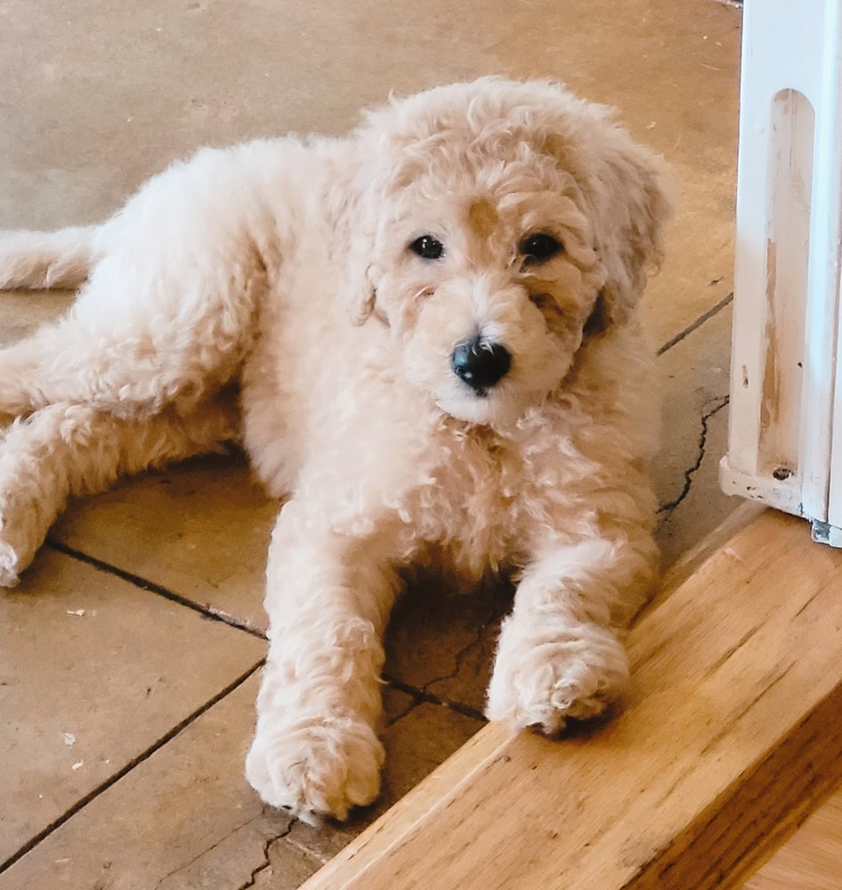 HEART OF TEXAS DOODLES - Updated August 2025 - Austin, Texas - Pet ...