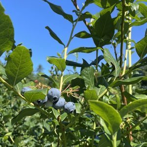 TENDERCROP FARM - Updated October 2025 - 33 Photos & 61 Reviews - 123 ...