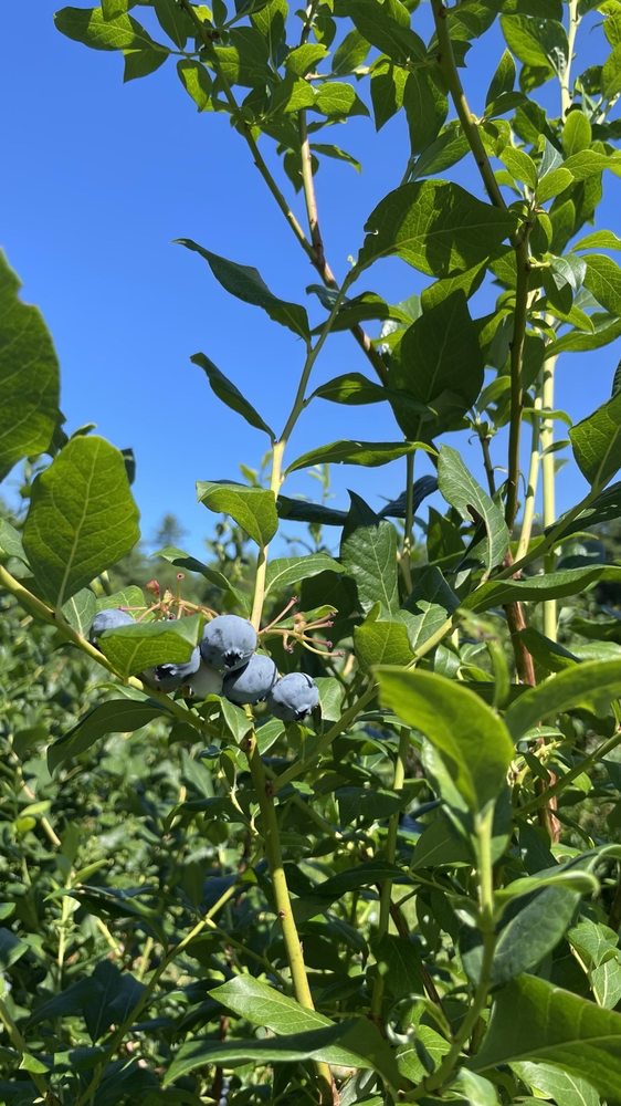 BERRYBOGG FARM - Updated October 2025 - 650 Province Rd, Strafford, New ...