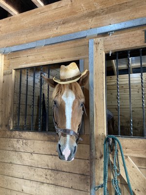 MAPLE RIDGE STABLES - Updated August 2024 - 15 Photos - 8097 Sunshine ...