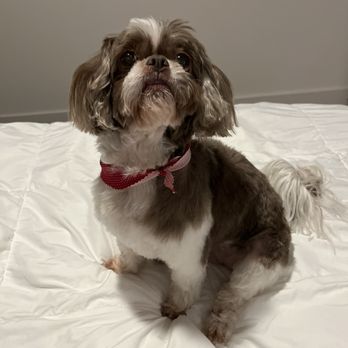 K9 BATH BODY & BOARDING - Updated June 2025 - 45 Photos & 12 Reviews - 28669 Hardiman Rd ...