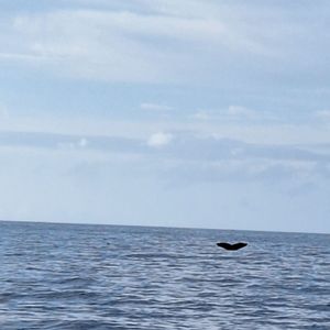 SEA MAUI - Updated July 2025 - 888 Photos & 1068 Reviews - 2435 ...