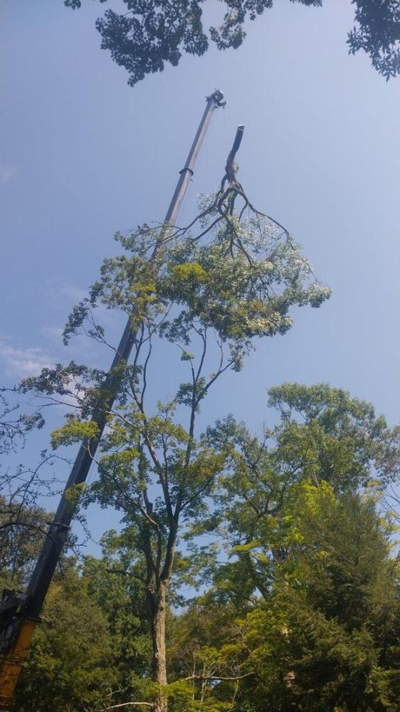 SILVA TREE SERVICE - Updated September 2024 - 28 Photos - 29 Ellis Pl ...