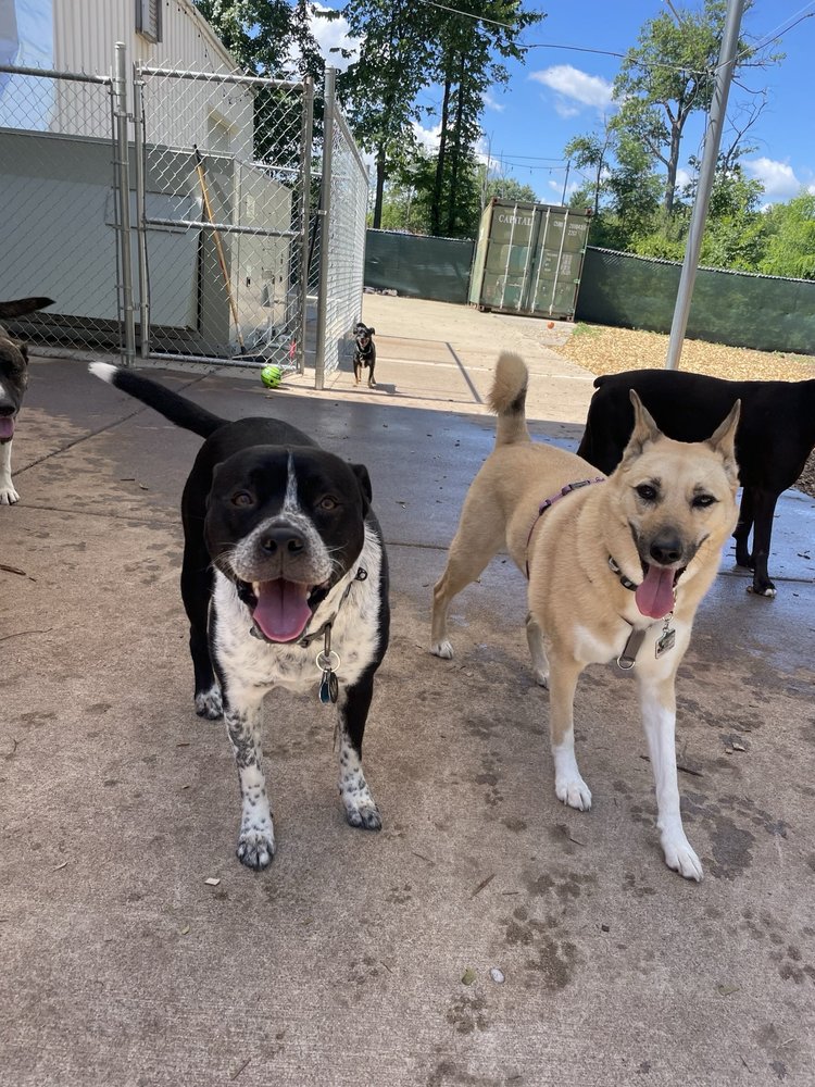 CLUB-K9 - Updated April 2025 - 1508 Moran Rd, Sterling, Virginia - Pet ...