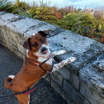 DOGGY HAVEN RESORT - Updated June 2024 - 67 Photos & 58 Reviews - 5303 ...