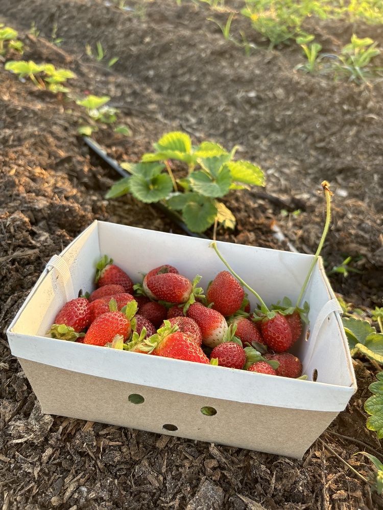 ORGANICALLY YOURS FARMS AND GARDENS - Updated May 2026 - 28 Photos ...