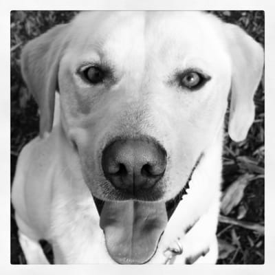 WHATCOM HUMANE SOCIETY - Updated January 2026 - 124 Photos & 43 Reviews ...