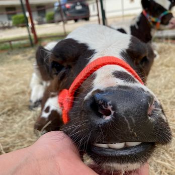 HUDDIN HOMESTEAD FUN FARM - Updated June 2025 - 45 Photos - 1666 FM1141 ...