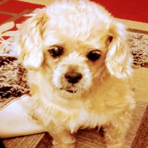 NOAH’S ARK ANIMAL SANCTUARY - Updated February 2025 - 22 Reviews - 111 ...