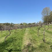 OZAN VINEYARD & WINERY - 88 Photos & 41 Reviews - Wine Tours - 173 ...