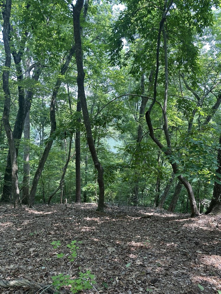 HARBISON STATE FOREST - Updated October 2025 - 32 Photos & 12 Reviews ...