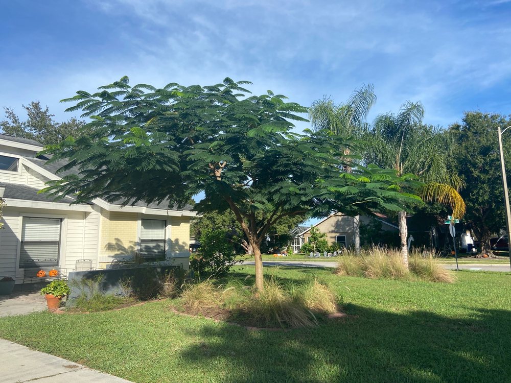 SOUTHERN COMFORT TREE SERVICE - Updated March 2024 - 125 Photos ...