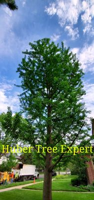 HUBER TREE EXPERT - Updated December 2025 - 114 Photos & 33 Reviews ...