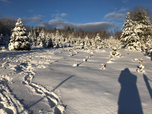 SINCLAIR FAMILY TREE FARM - Updated August 2025 - 367 Selden Mill Rd ...